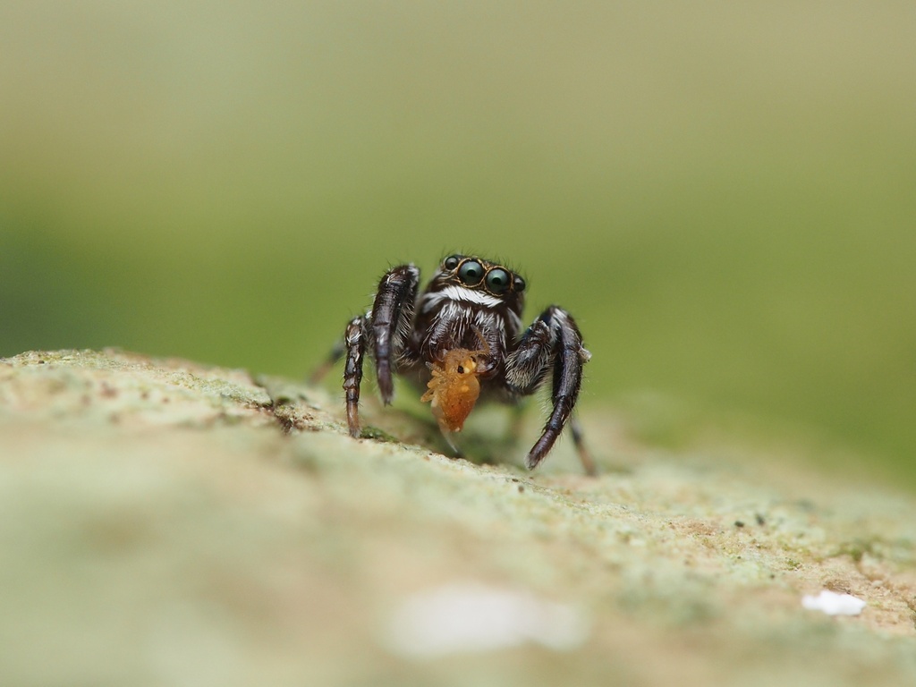 Jumping Spiders from North Island, Kaeo, Northland, NZ on November 16 ...
