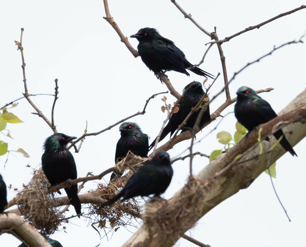 Metallic Starling from Etty Bay QLD 4858, Australia on October 18, 2023 ...