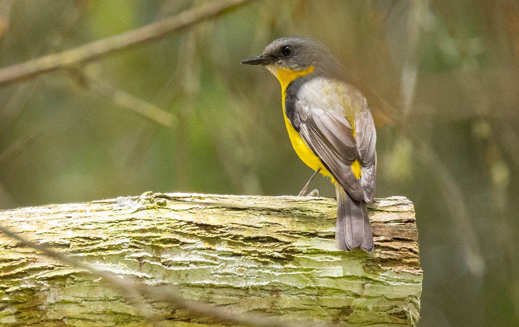 Eastern Yellow Robin from Queensland, Australia on October 18, 2023 at ...