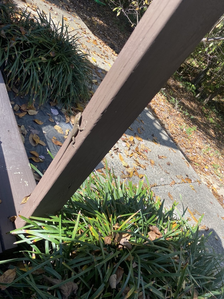 Green Anole from Finley Forest Dr, Chapel Hill, NC, US on October 30 ...