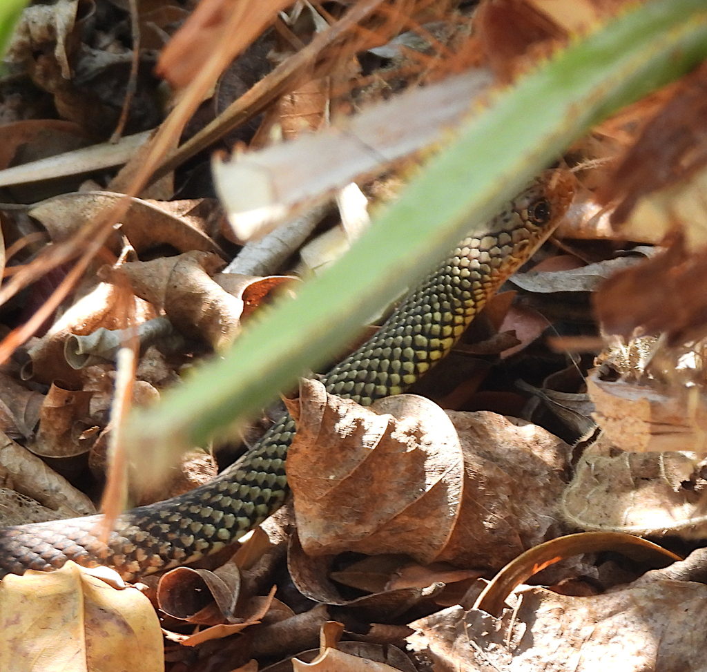 Lesser Black Whipsnake from The Palmetum, Douglas QLD 4814, Australia ...