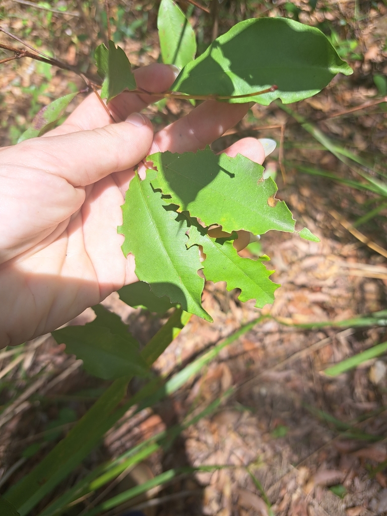 Insects in November 2023 by econico · iNaturalist