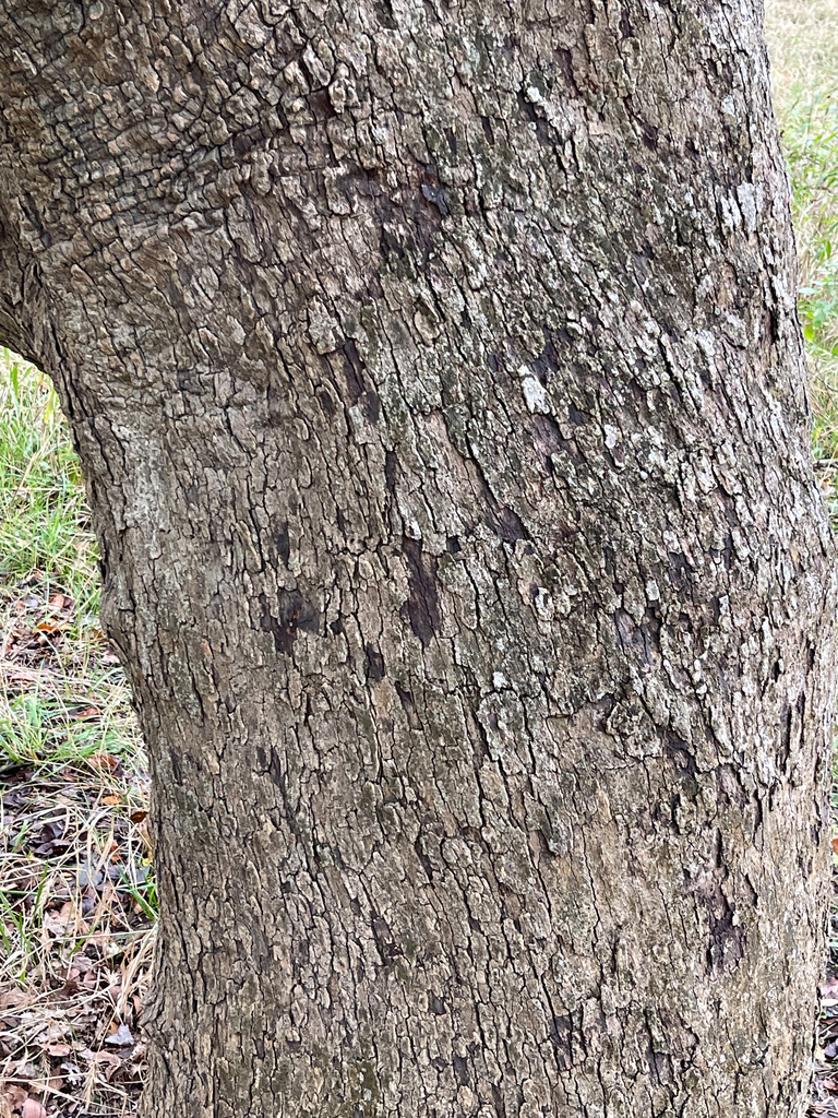 Durand white oak from Gonzales County, TX, USA on November 12, 2023 at ...