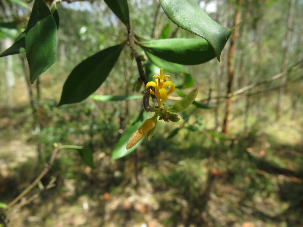 Geebungs from Brisbane QLD, Australia on November 16, 2023 at 09:54 AM ...