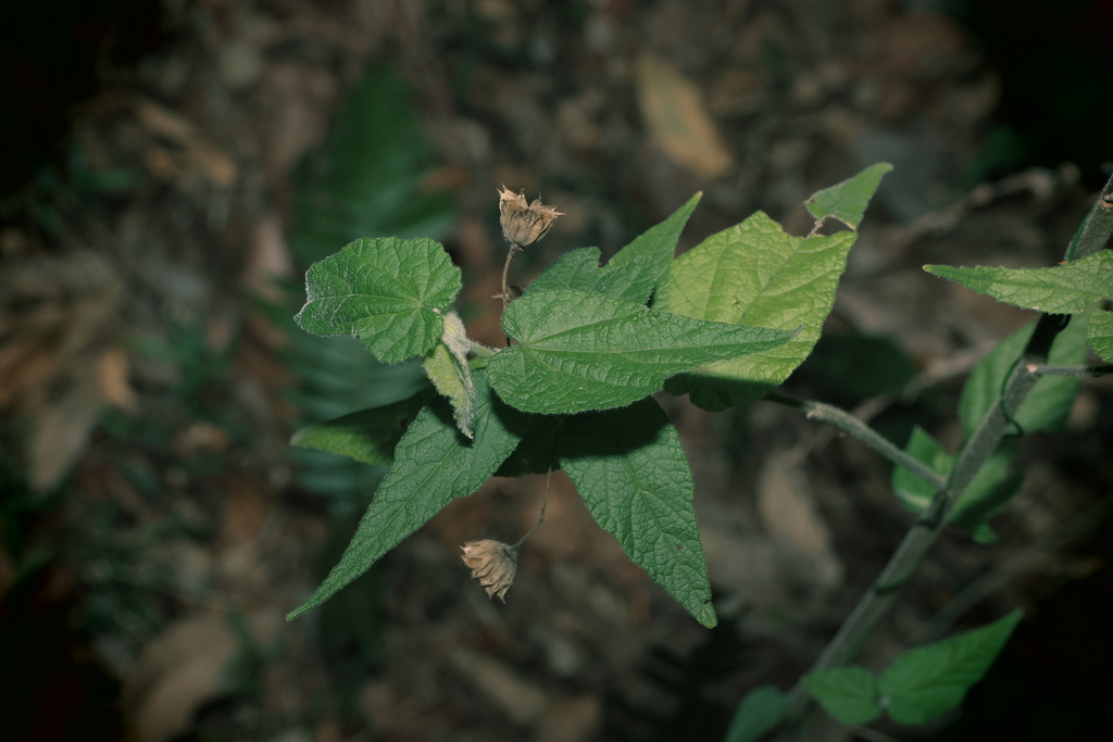 straggly lantern-bush from Burnett Creek QLD 4310, Australia on ...