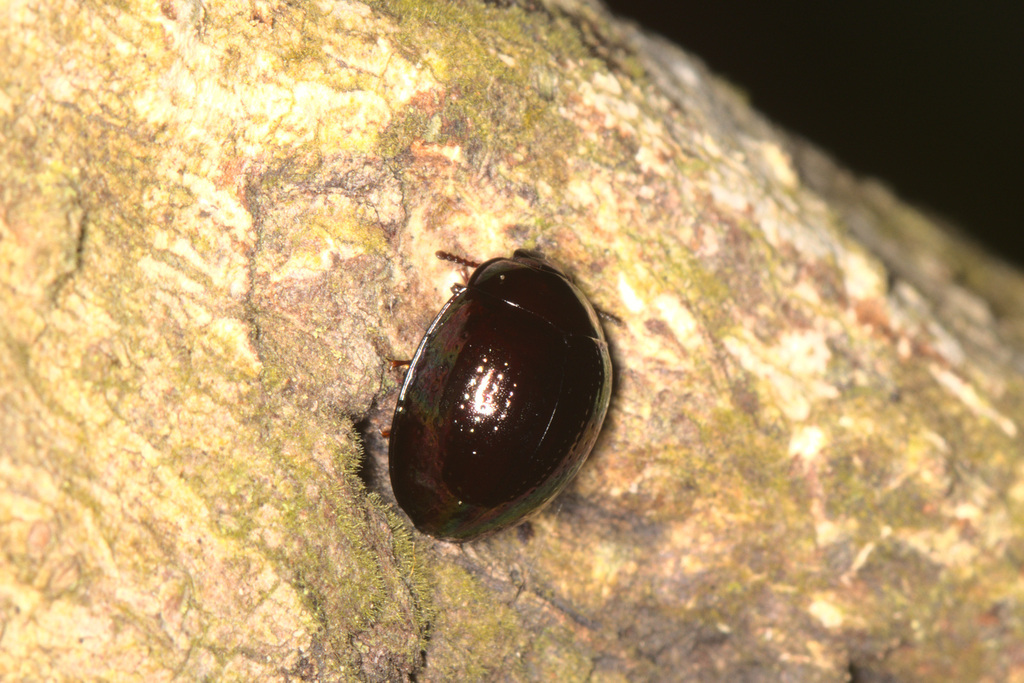 Tetraphyllus from Pulau Tioman, Pulau Tioman, Mersing, Johor, Malaysia ...
