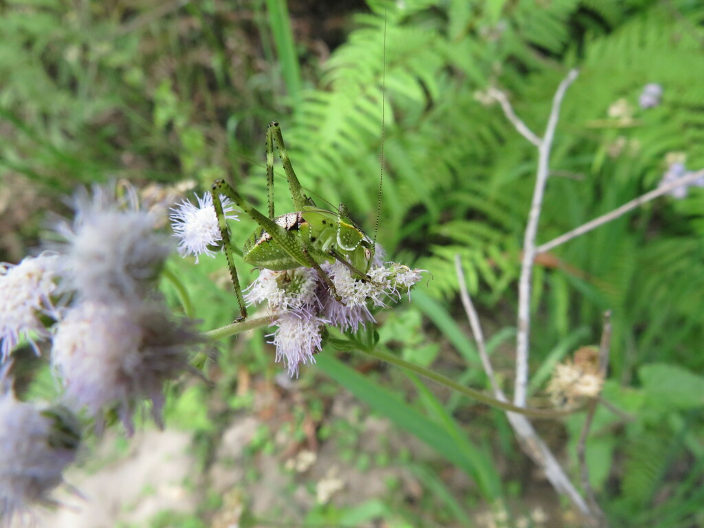 Leaf Katydids from Brisbane QLD, Australia on November 16, 2023 at 10: ...