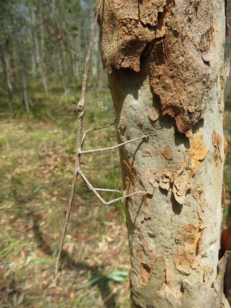 tessellated stick insect from Brisbane QLD, Australia on November 16 ...