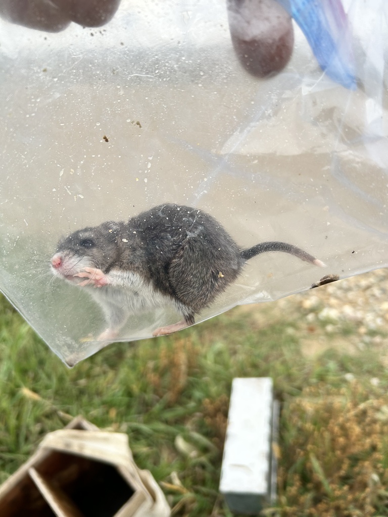 Northern Grasshopper Mouse from 120th St, Audubon, IA, US on October 27 ...