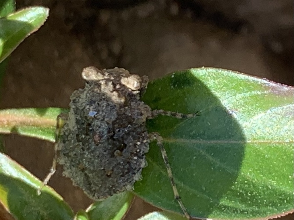 Big-eyed Toad Bug from River Parks Authority, Tulsa, OK, US on October ...