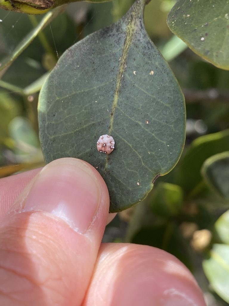 Pink wax scale from Lake Connewarre Wildlife Reserve, Barwon Heads, VIC ...