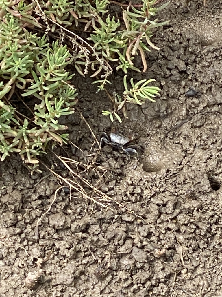Semaphore Crab from Lake Connewarre Wildlife Reserve, Barwon Heads, VIC ...