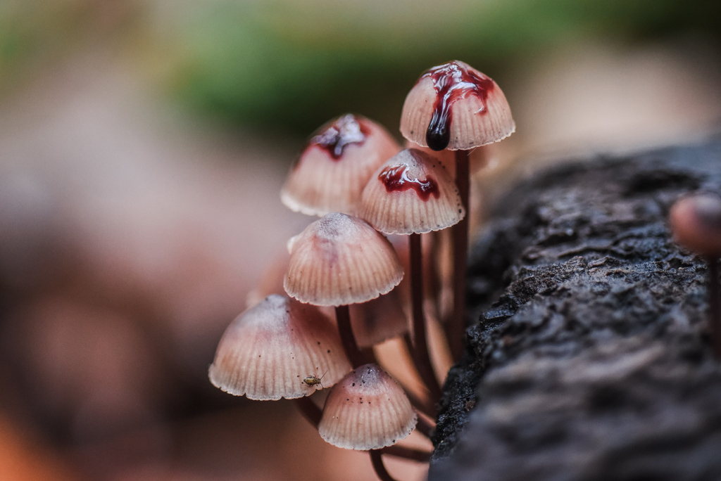 Bleeding Fairy Helmet (Mushrooms and lichens Of Montana) · iNaturalist