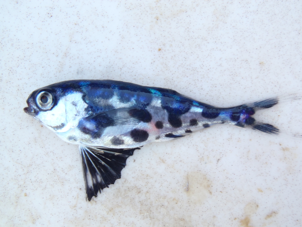 Bluebottle-fish on April 7, 2010 at 07:11 PM by Travis Richards ...