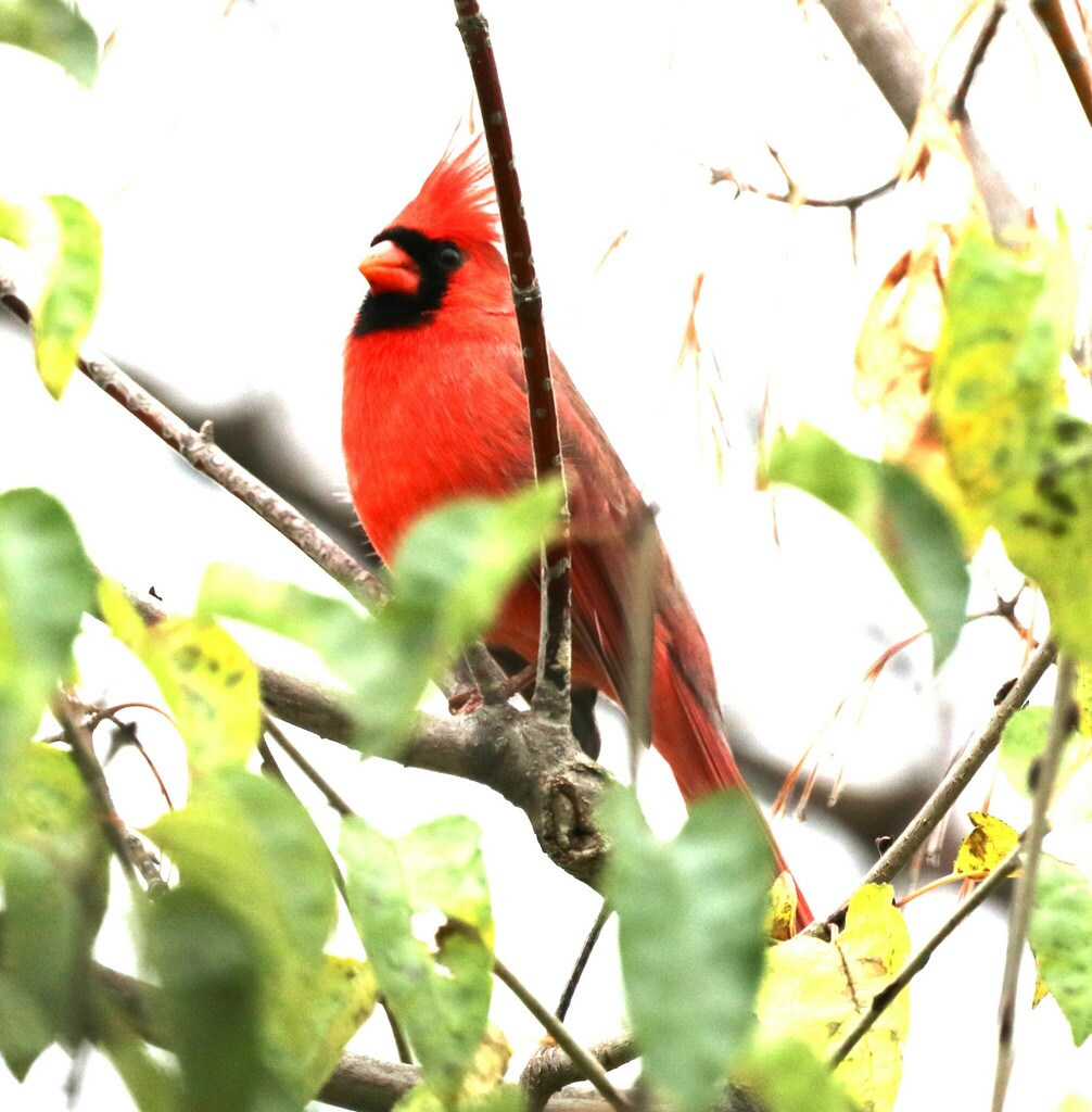 Northern Cardinal from Second Woods Park, St. Catharines, ON, Canada on ...