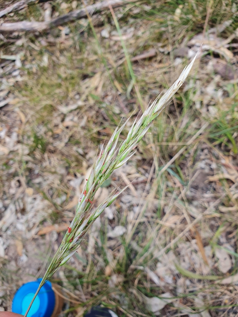 red-anther wallaby grass from Darebin - Preston, AU-VI, AU on November ...