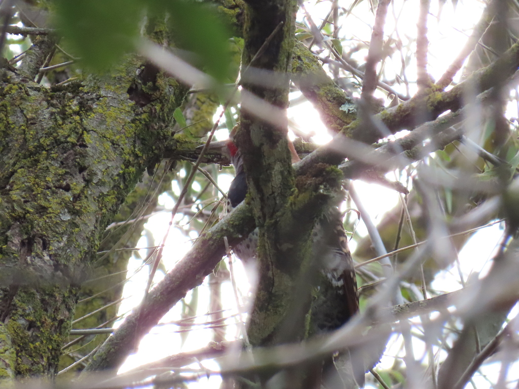 Guatemalan Flicker from María Auxiliadora, San Cristóbal de las Casas ...
