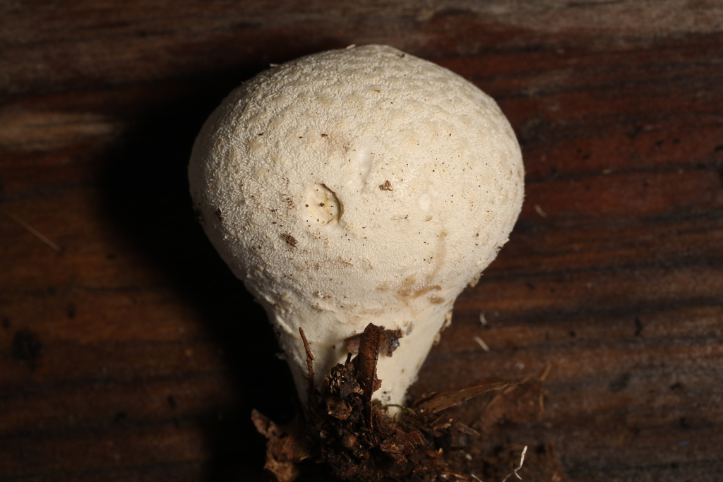 Lycoperdon from Centre Hall, PA 16828, USA on August 4, 2023 at 06:53 ...