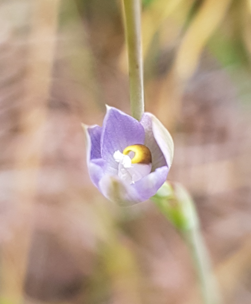 Colenso's Sun Orchid from Waiharara, New Zealand on October 23, 2023 at ...
