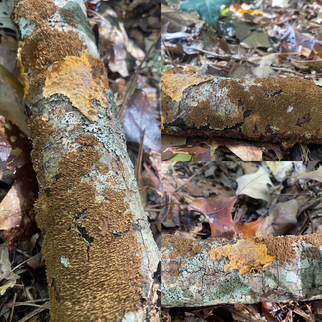 brown-toothed crust fungus from Willow Oak Ln, Clemson, SC 29631 on ...