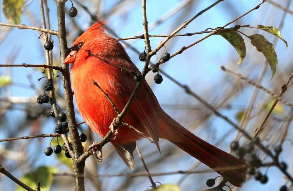 Northern Cardinal from Second Woods Park, St. Catharines, ON, Canada on ...