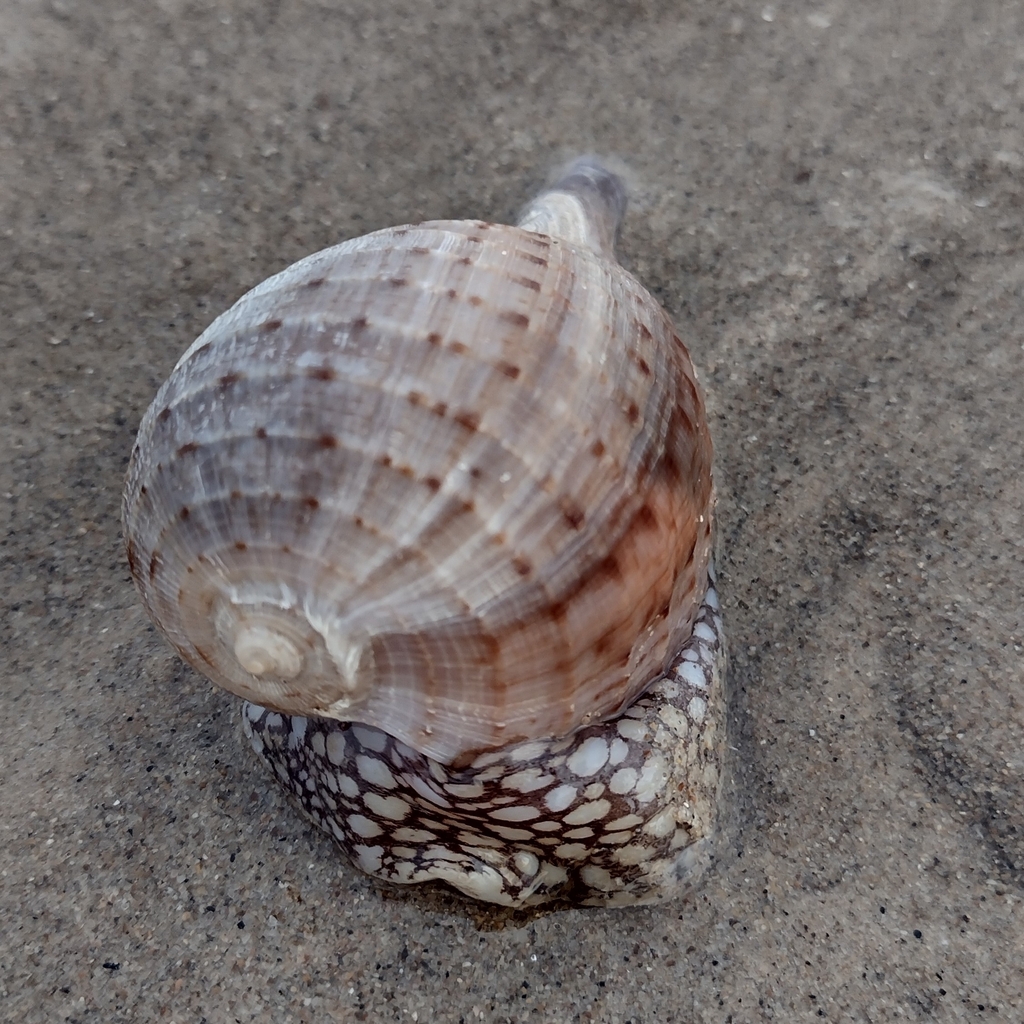 Fig Shells from San Luis Río Colorado, Son., México on November 15 ...