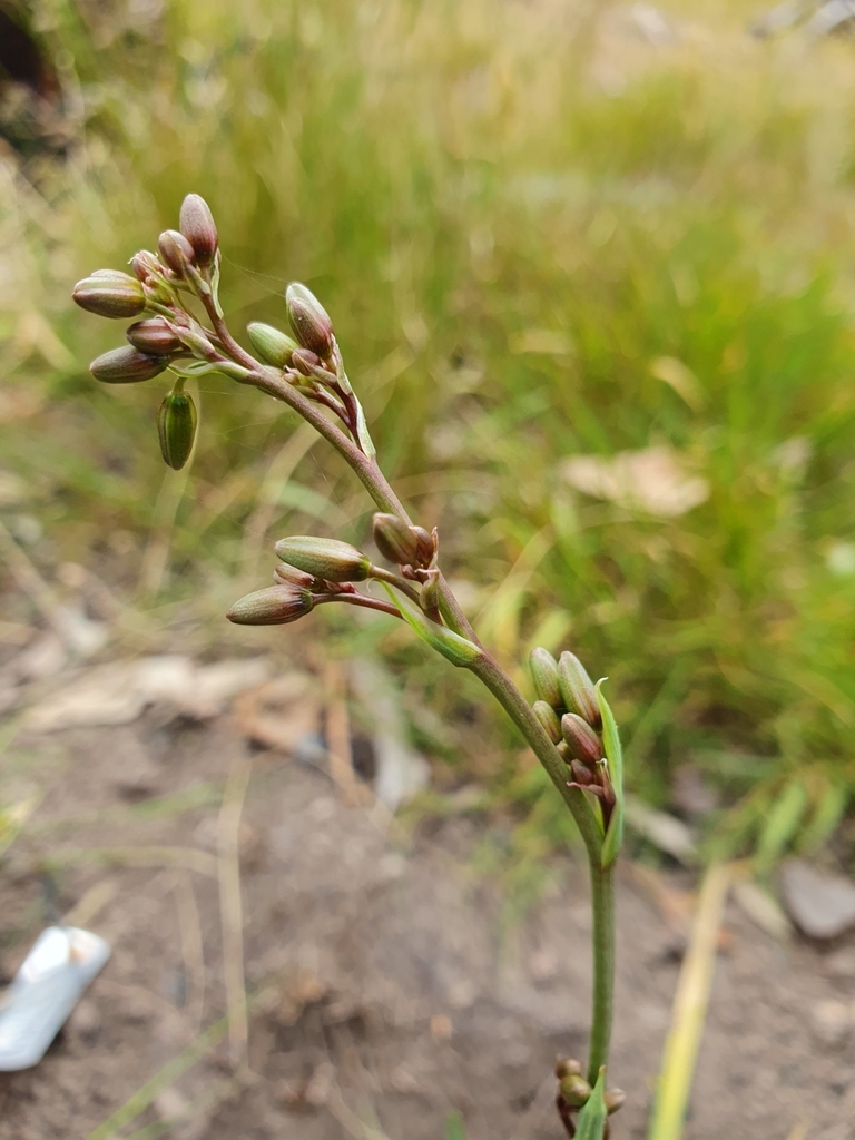flax-lilies from Macleod VIC 3085, Australia on November 16, 2023 at 01 ...