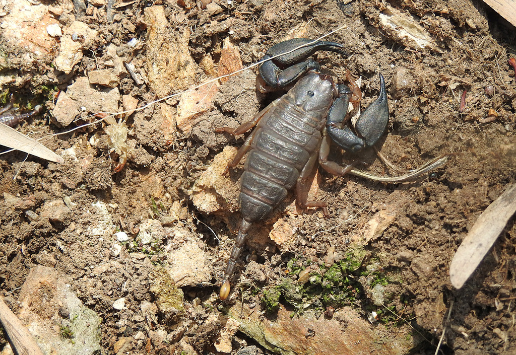 Rainforest Scorpion from Dayboro QLD 4521, Australia on November 16 ...