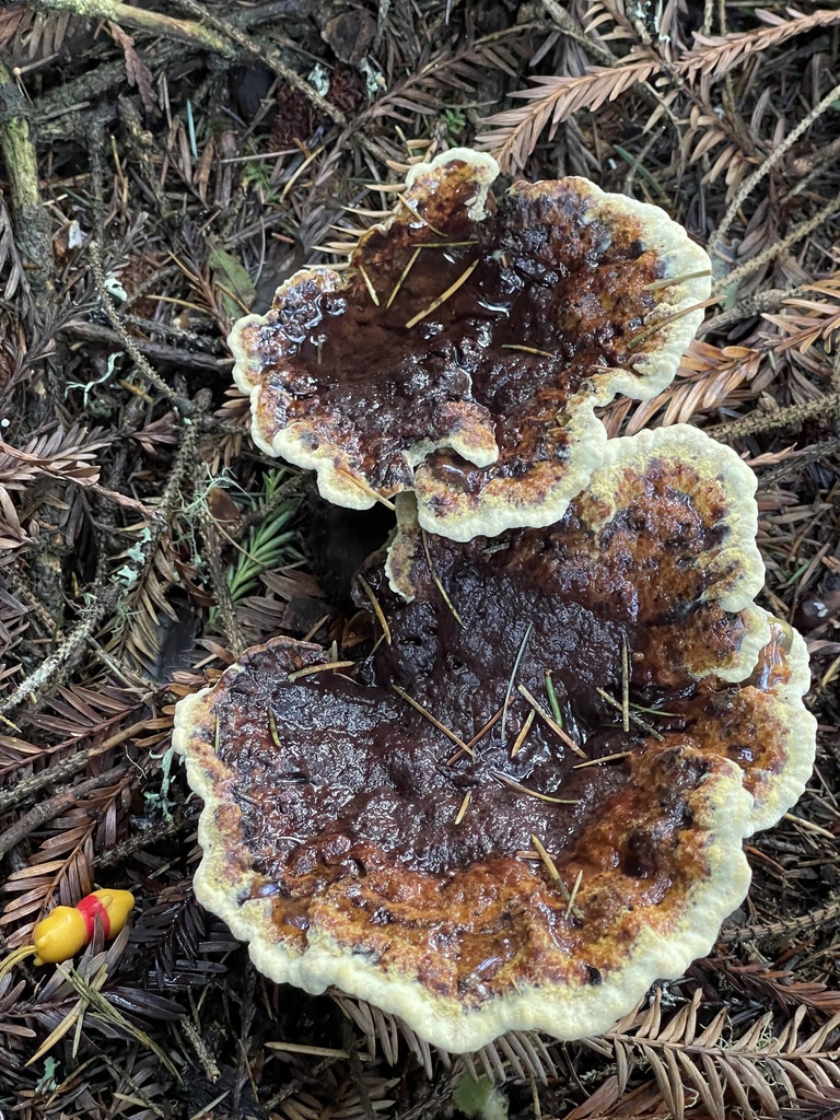 Dyer's Polypore from Berta Rd, Eureka, CA, US on November 15, 2023 at ...