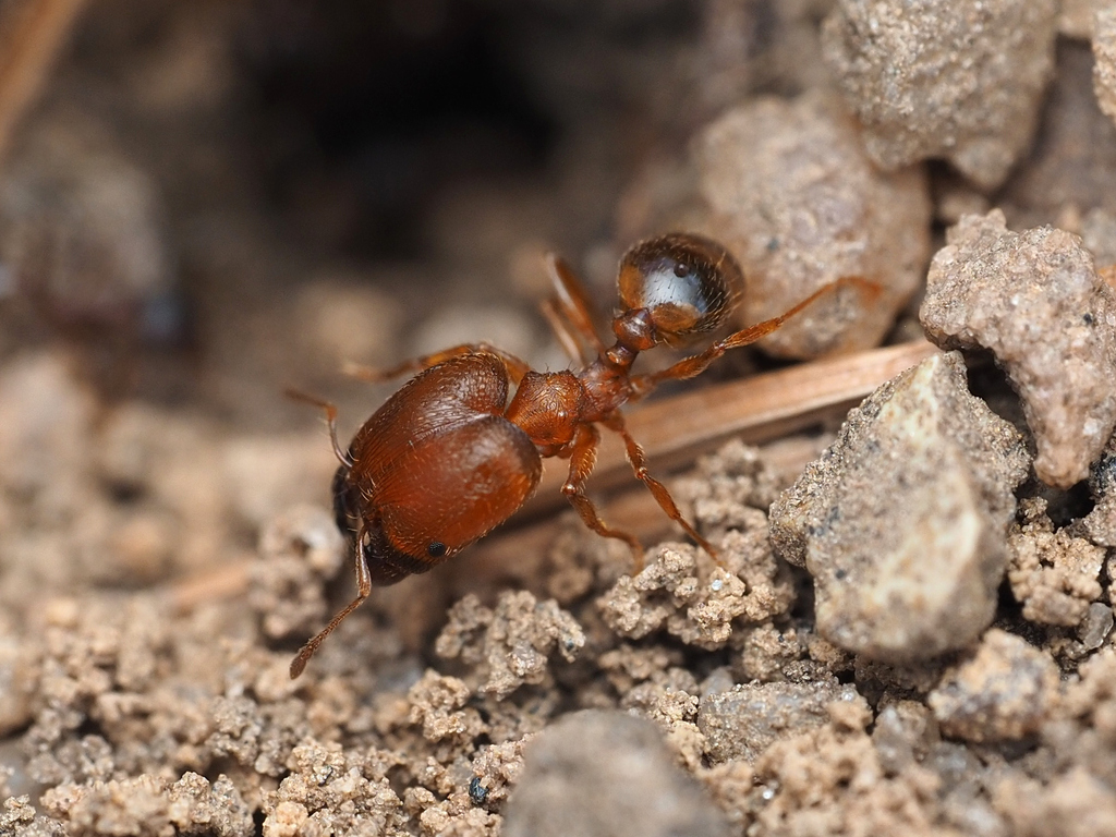 Hairy Big-headed Ant from Kings, New York, United States on August 21 ...
