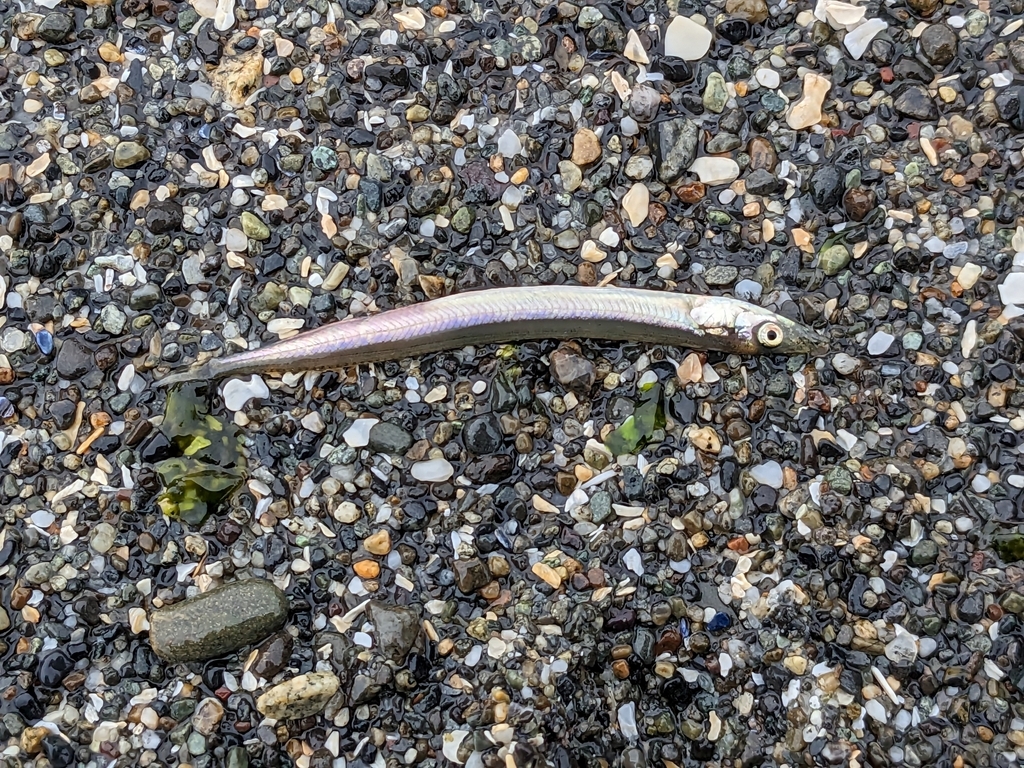 Pacific Sand Lance from The Bowl of Edmonds, Edmonds, WA 98020, USA on ...