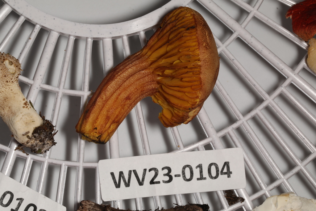 Phylloporus from Centre Hall, PA 16828, USA on August 4, 2023 at 07:29 ...