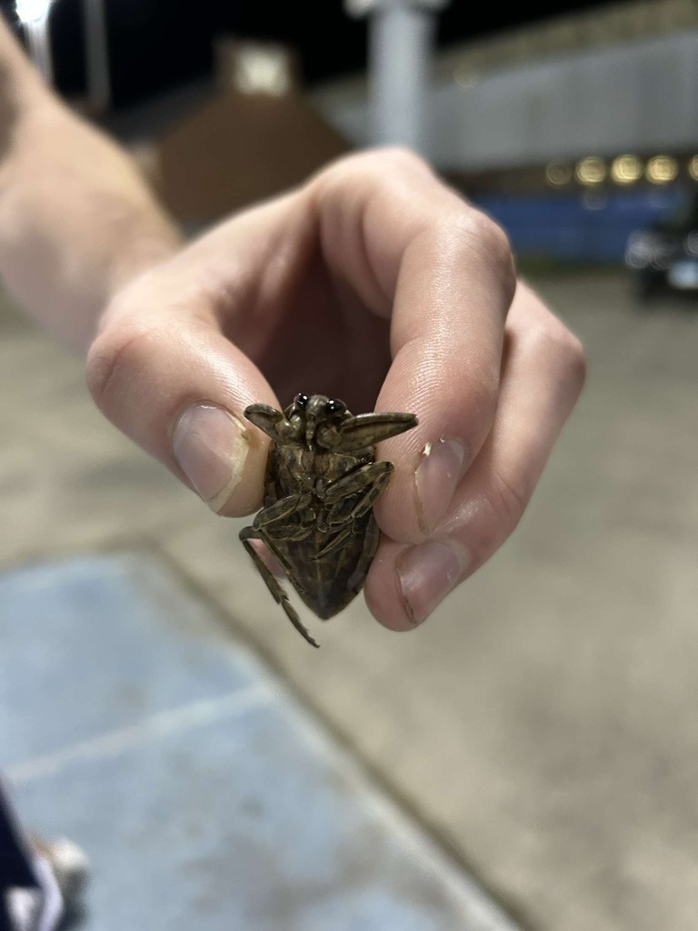 American Giant Water Bug from Orono, ME 04473 on September 21, 2023 by ...