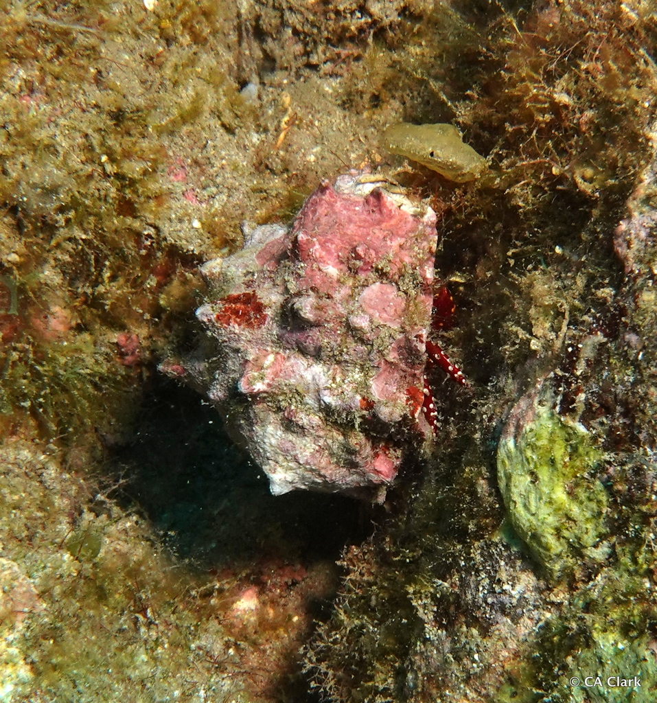 Drupes from Hawai'i, Hawai'i, USA on September 22, 2023 at 11:04 AM by ...