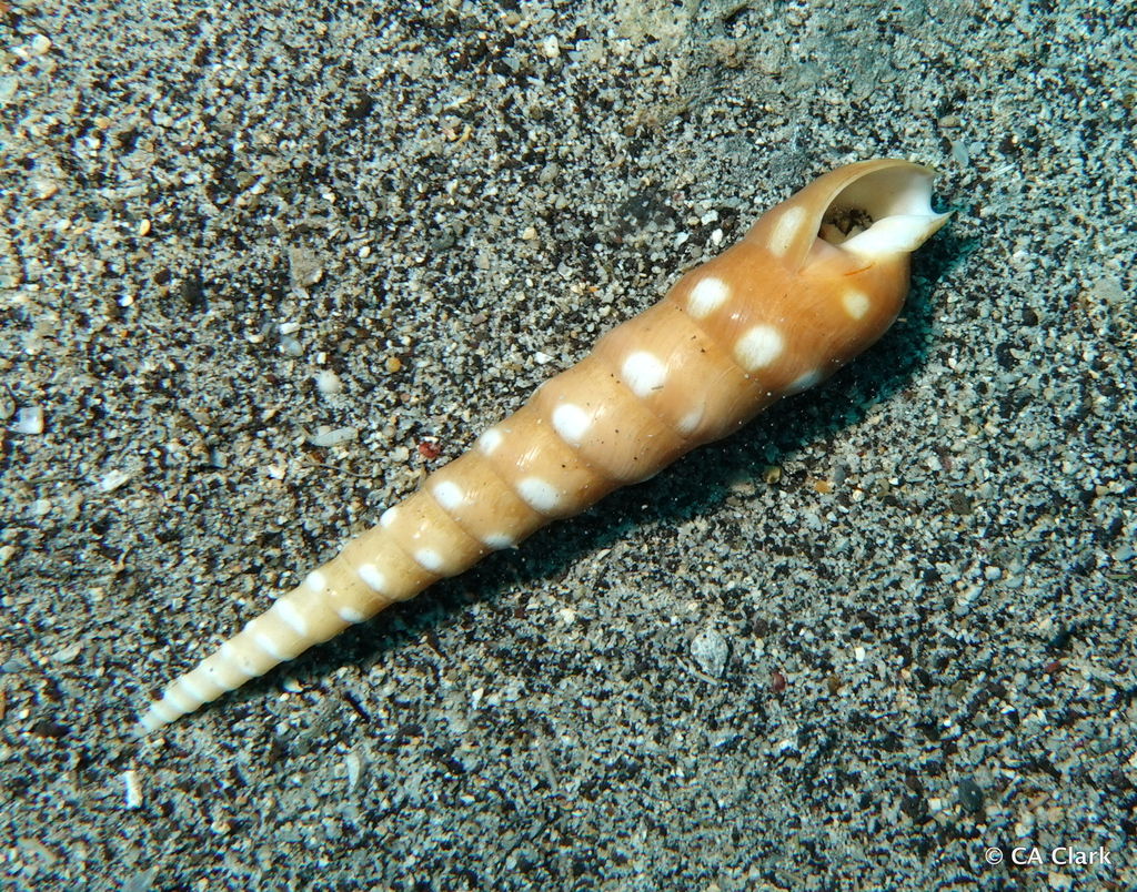 Terebra guttata from Hawai'i, Hawai'i, USA on September 22, 2023 at 11:03 AM by sea-kangaroo ...