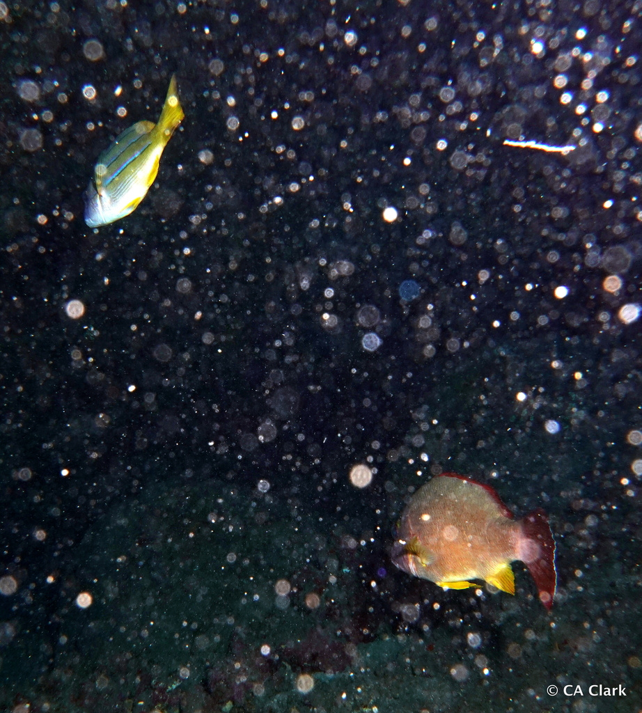Blacktail Snapper from Hawai'i, Hawai'i, USA on September 22, 2023 at ...