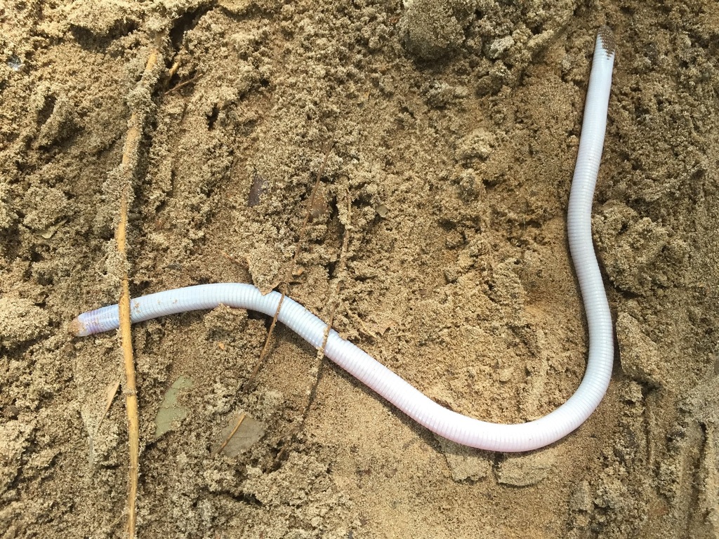 Florida Worm Lizard in June 2019 by rockeater · iNaturalist