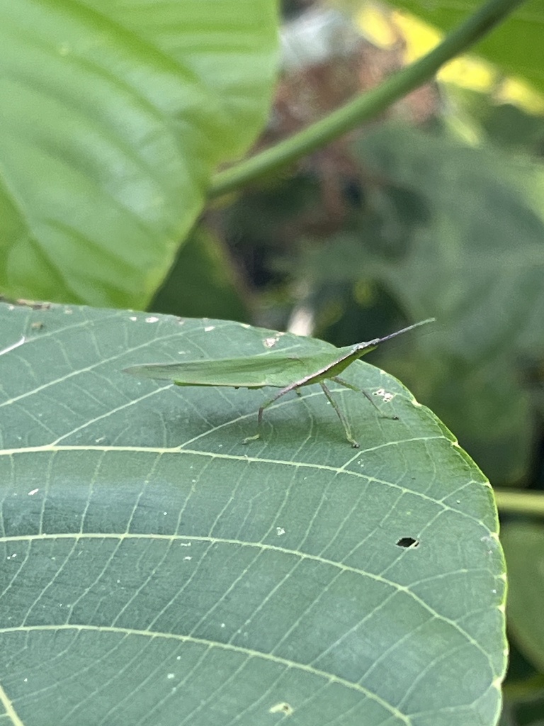 Atractomorpha sinensis sinensis in November 2023 by Nakatada Wachi ...