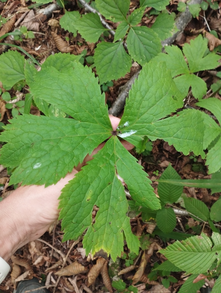Red-flowering sanicle from Надеждинский р-н, Приморский край, Россия on ...