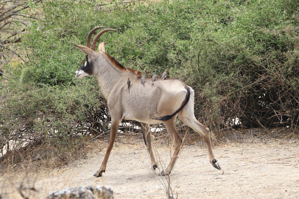 Southern Roan Antelope from Chobe, Botswana on October 30, 2023 at 11: ...