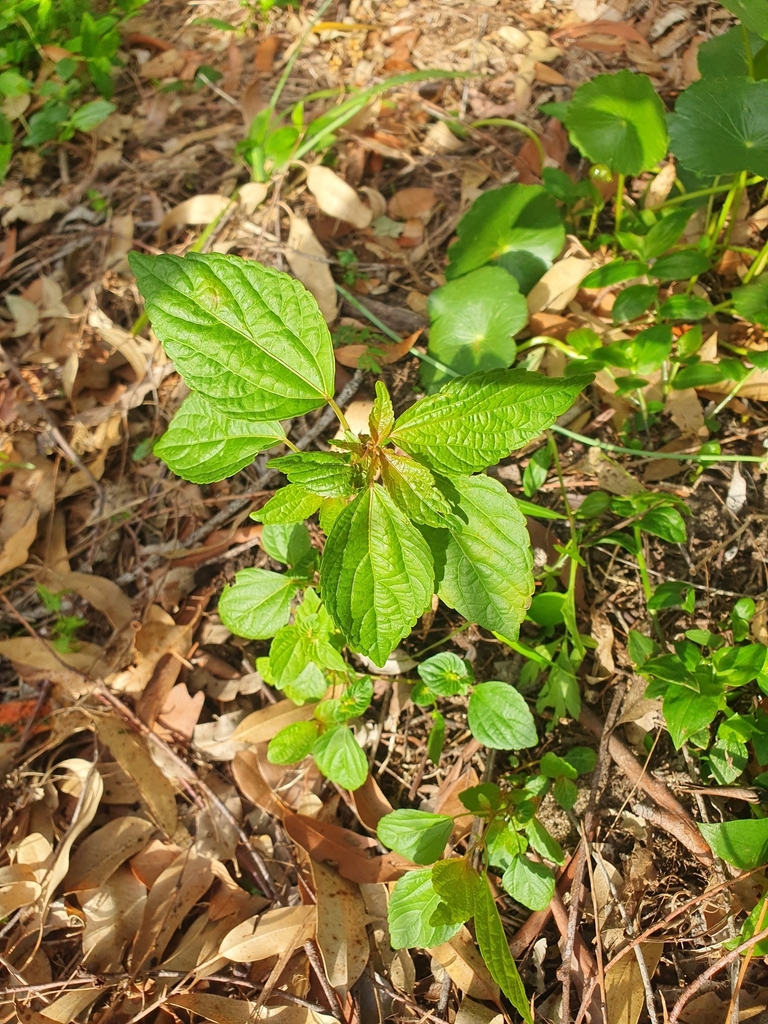 Asian Copperleaf from Pymble NSW 2073, Australia on November 16, 2023 ...