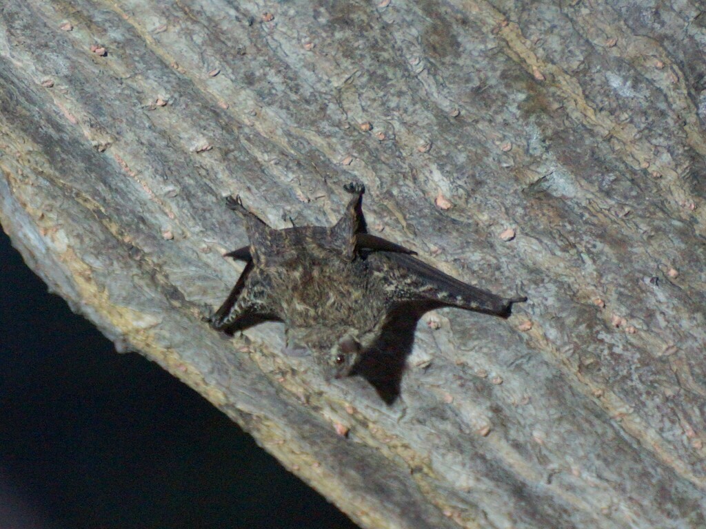 Proboscis Bat from Caroni Swamp, Trinidad and Tobago on April 5, 2015 ...