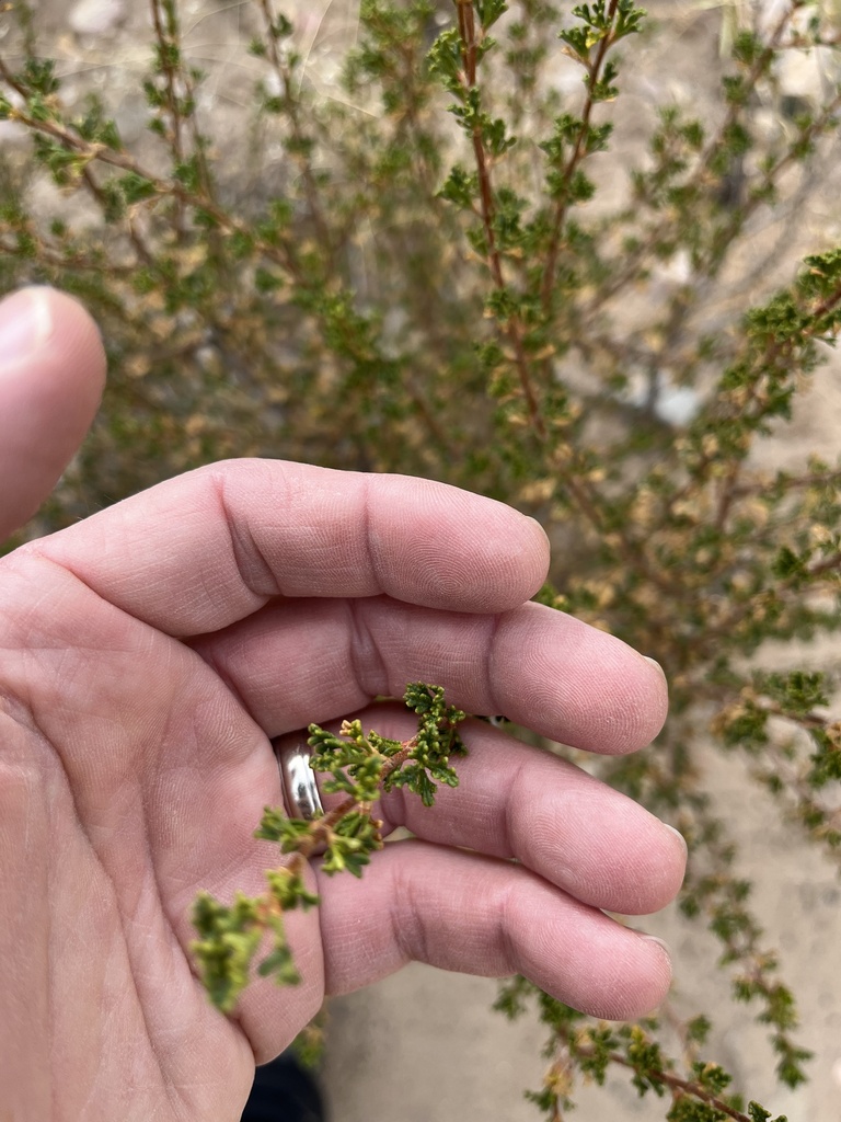 Stansbury's Cliffrose from Grand Staircase-Escalante National Monument ...