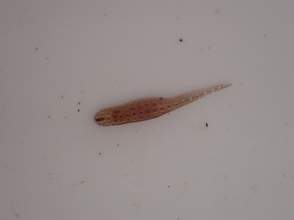 European Freshwater Leech from New Plymouth District, Taranaki, New ...