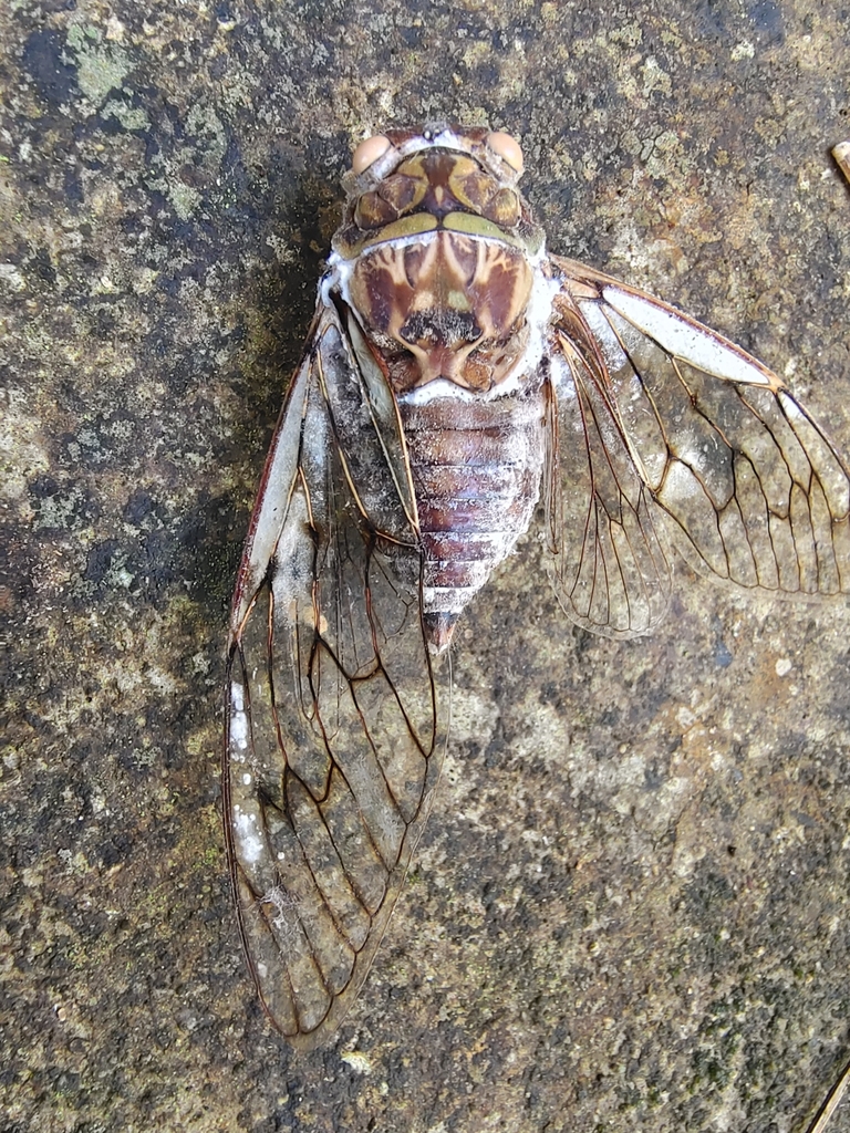 Pomponia yayeyamana from Yichun, CN-JX, CN on November 16, 2023 at 11: ...