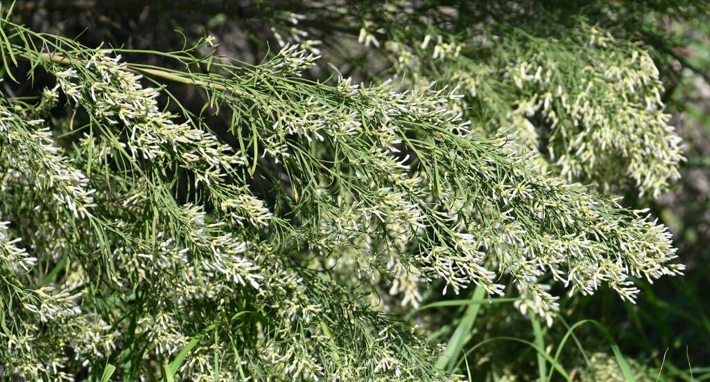 Poverty Weed from Bay Area, Corpus Christi, TX, USA on November 15 ...