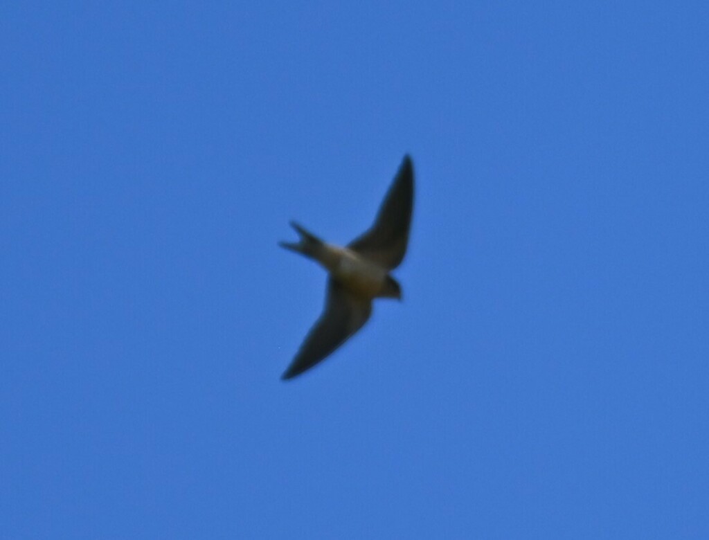 Barn Swallow from Bay Area, Corpus Christi, TX, USA on November 15 ...