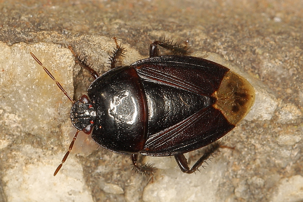 Macroscytus reflexus from De Bakke, Mossel Bay, 6506, South Africa on ...
