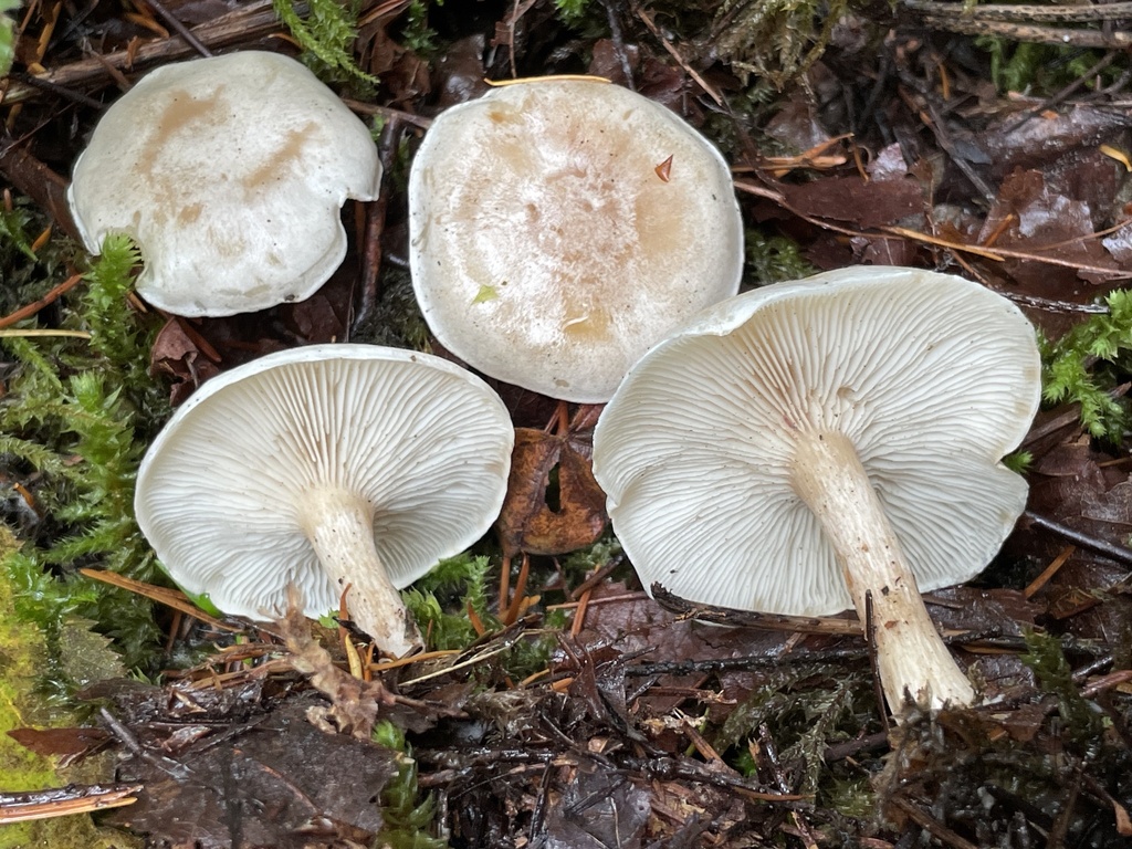 Frosty Funnel from S Dickey Prairie Rd, Molalla, OR, US on November 15 ...