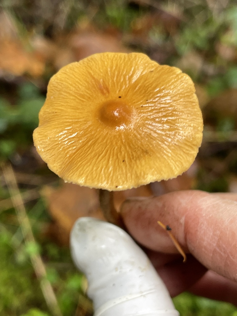 Earthy Powdercap from S Dickey Prairie Rd, Molalla, OR, US on November ...